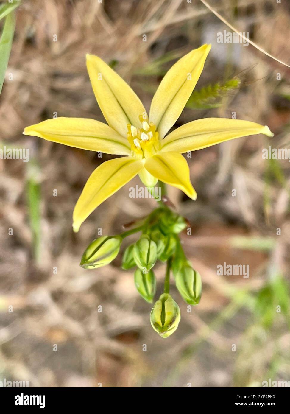 golden brodiaea (Triteleia ixioides ixioides Stock Photo - Alamy