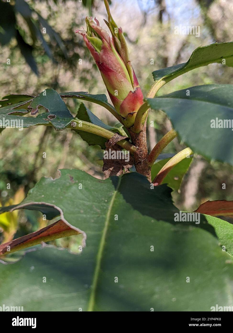 Chinese Photinia (Photinia serratifolia Stock Photo - Alamy