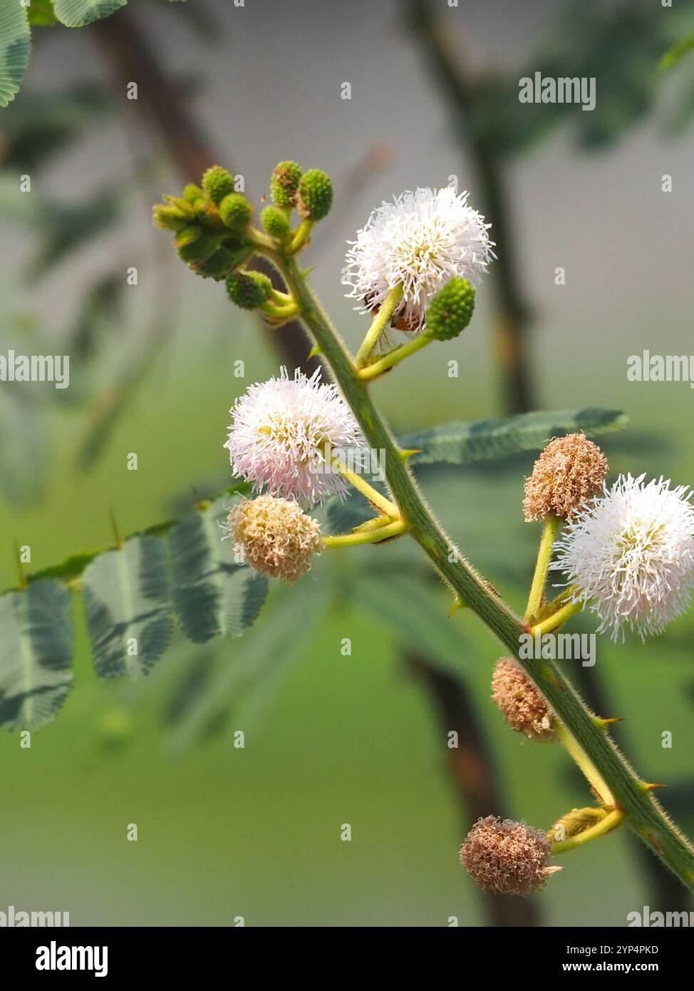 Giant Sensitive Plant (Mimosa pigra Stock Photo - Alamy