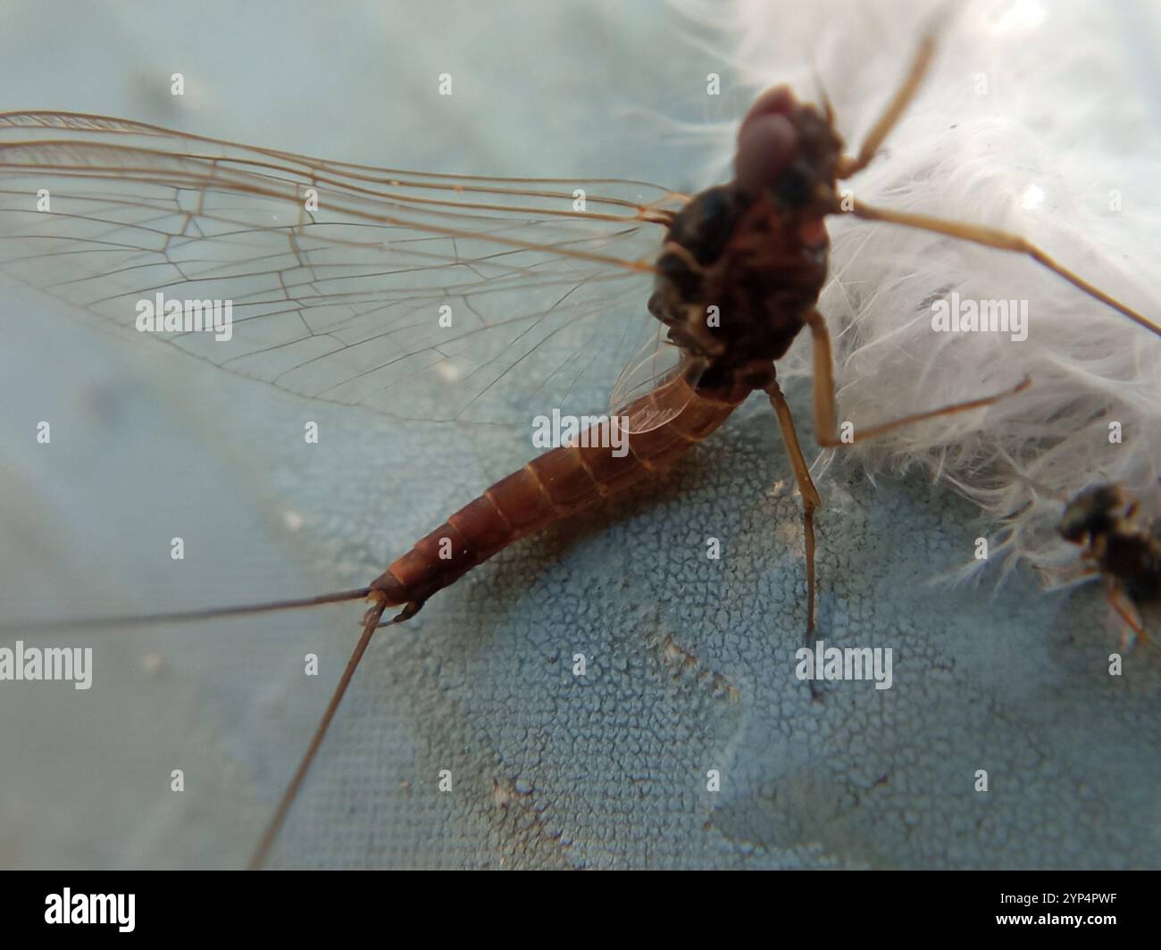 Small Mayflies (Baetidae Stock Photo - Alamy
