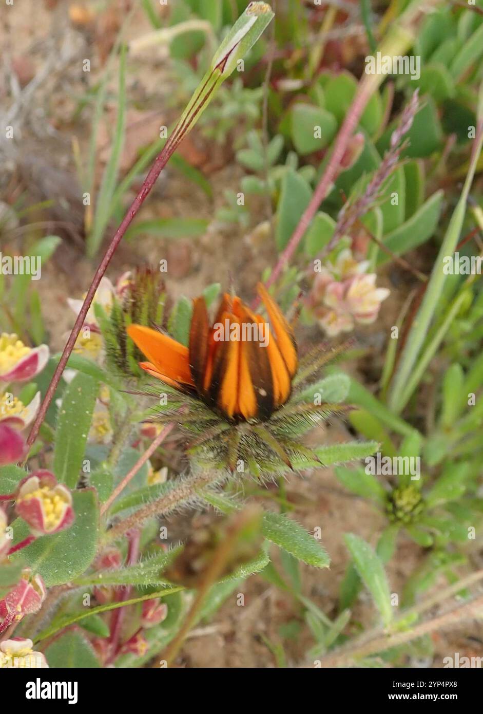 Beetle Daisy (Gorteria diffusa Stock Photo - Alamy