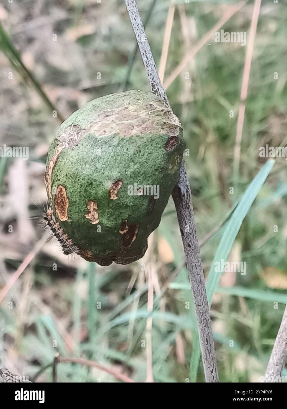 Felt Scales (Eriococcidae Stock Photo - Alamy
