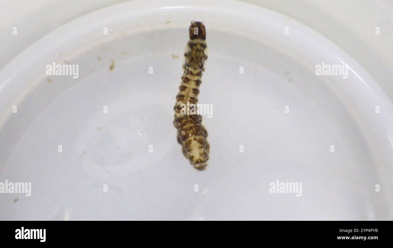 Common Blackflies (Simulium Stock Photo - Alamy