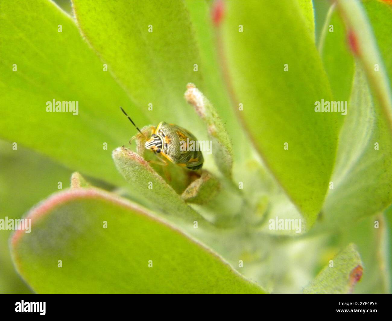Variegated Coffee Bugs (Antestiopsis Stock Photo - Alamy