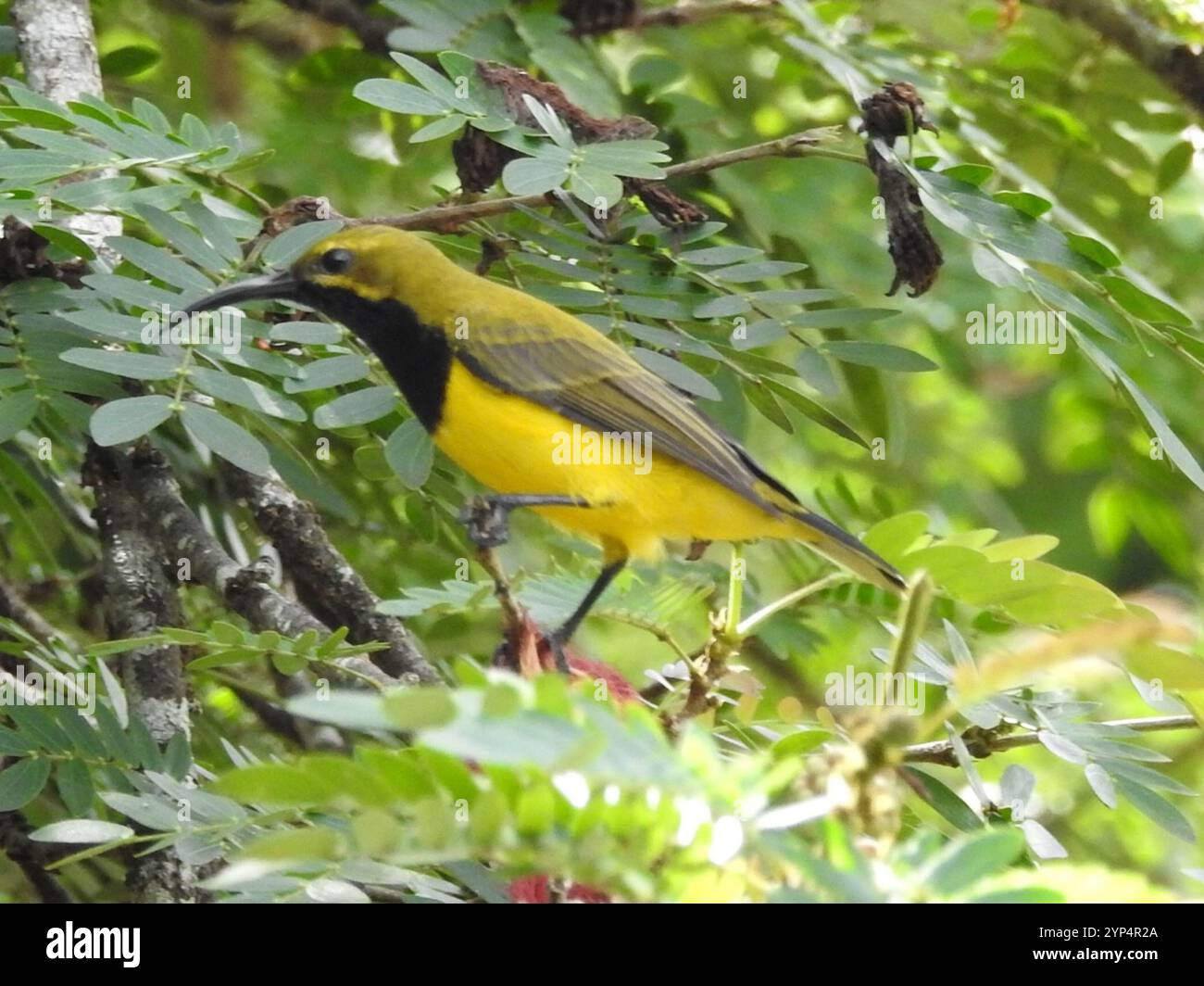 Sahul Sunbird (Cinnyris frenatus Stock Photo - Alamy
