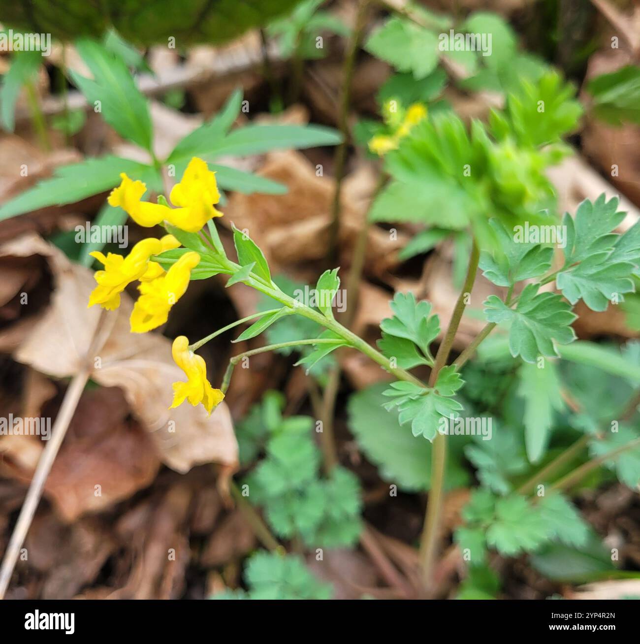 Yellow Corydalis (Corydalis flavula Stock Photo - Alamy