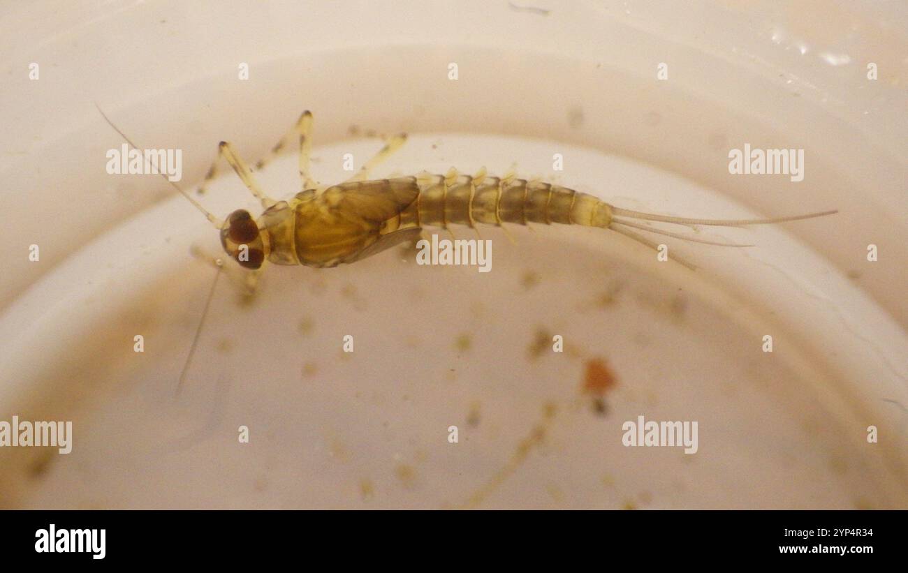 Small Mayflies (Baetidae Stock Photo - Alamy