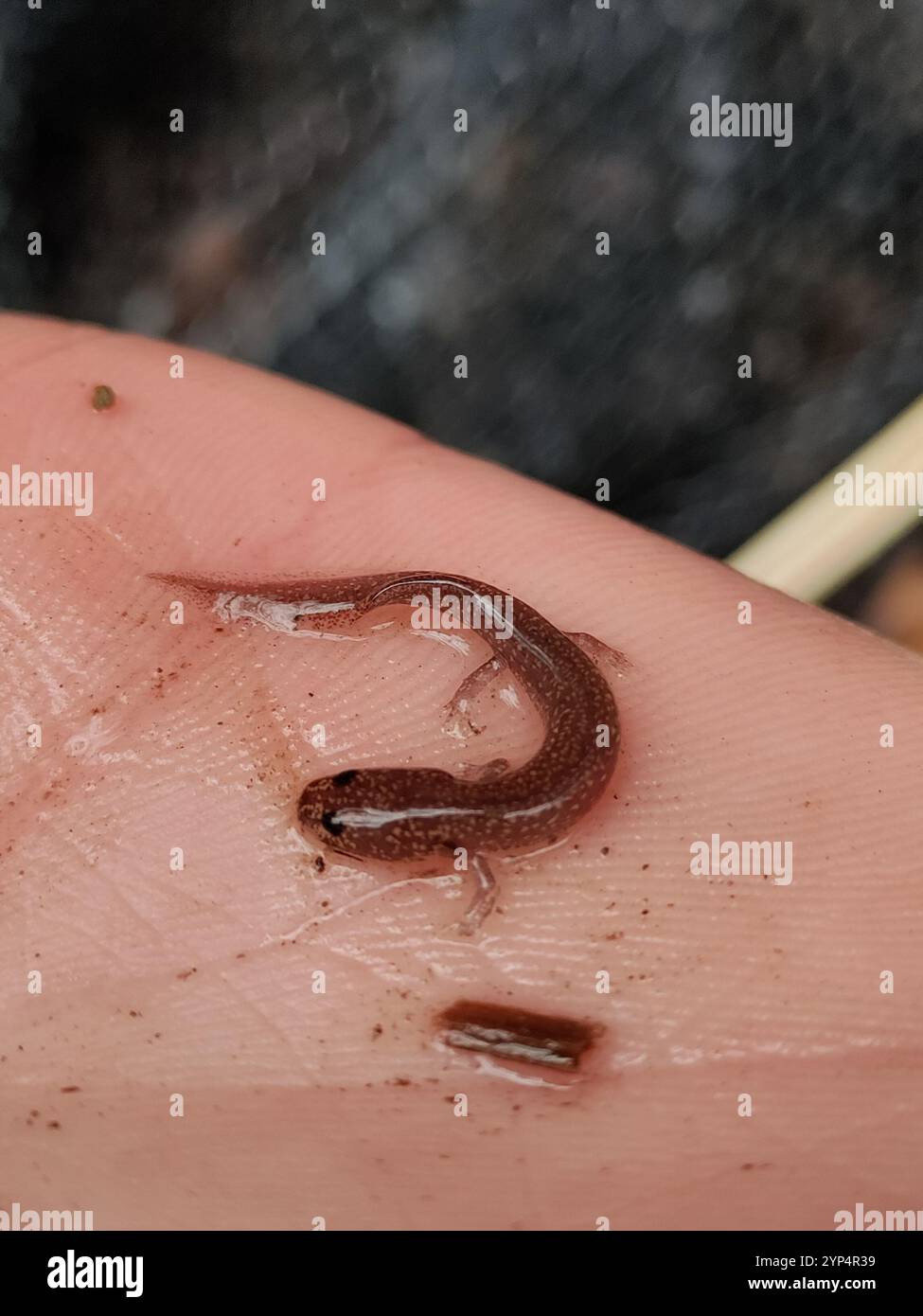 Northern Spring Salamander (Gyrinophilus porphyriticus porphyriticus ...