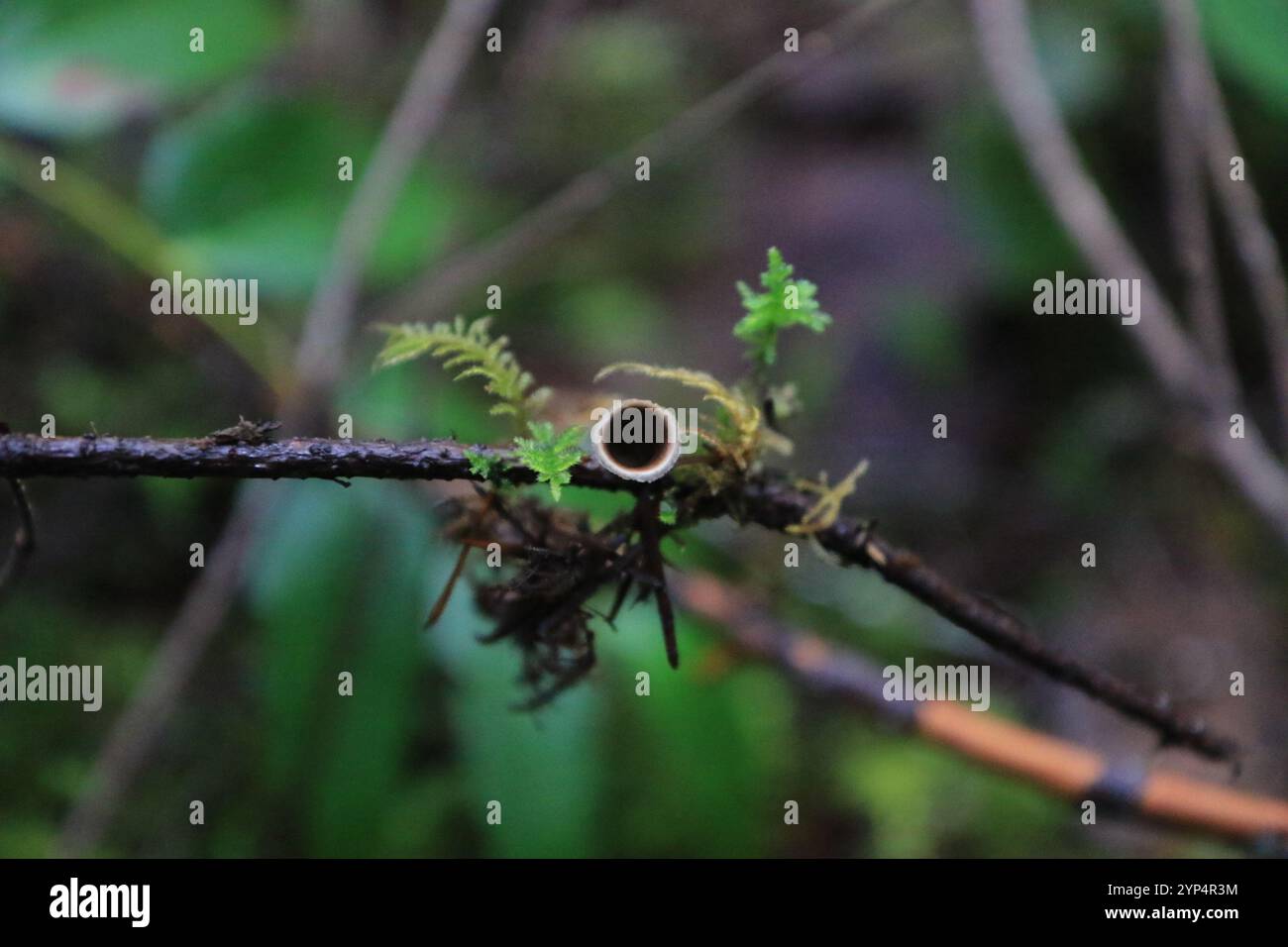 bird's nest fungi (Nidulariaceae Stock Photo - Alamy