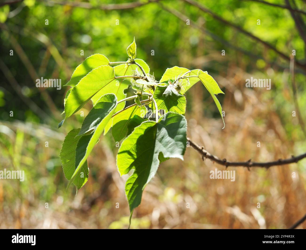 Paper mulberry (Broussonetia papyrifera Stock Photo - Alamy