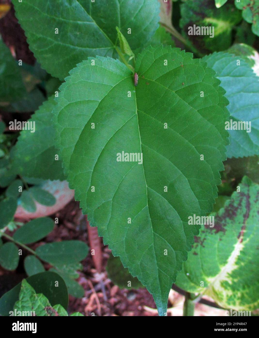 mulberry and fig family (Moraceae Stock Photo - Alamy