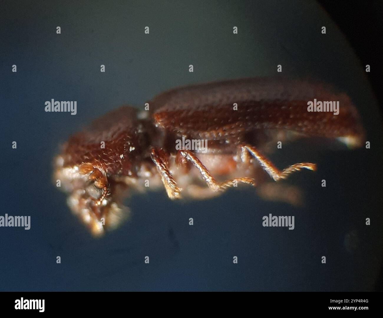 Lesser Grain Borer (Rhyzopertha dominica Stock Photo - Alamy