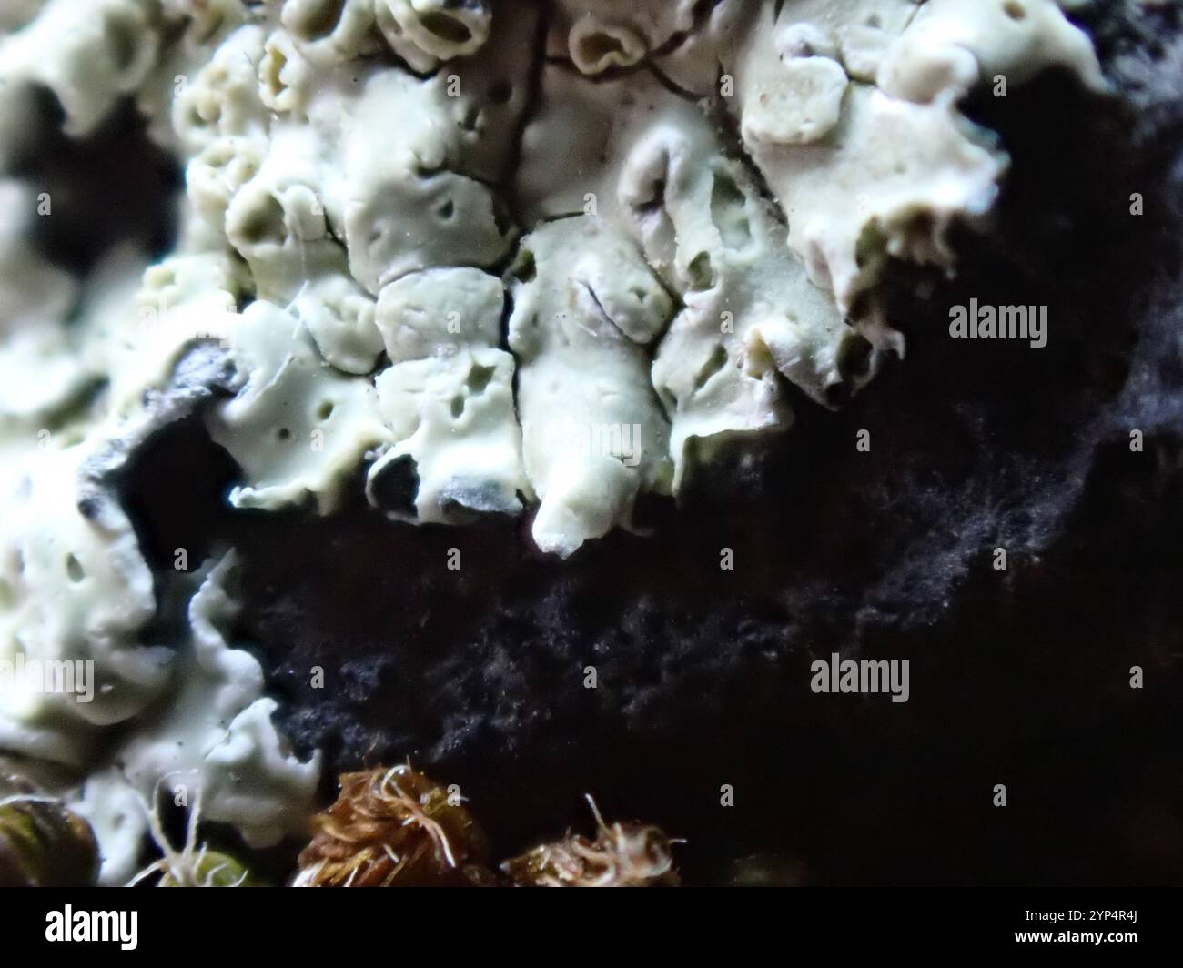 rim lichens, disc lichens, and allies (Lecanoraceae Stock Photo - Alamy