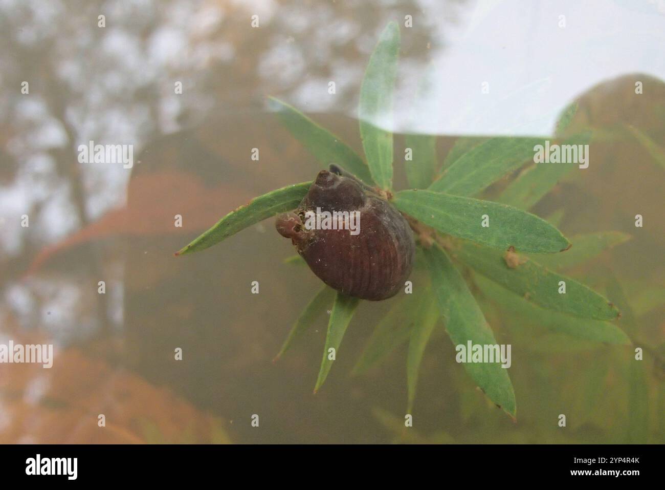 Pond Snails, Bladder Snails, and Allies (Lymnaeoidea Stock Photo - Alamy