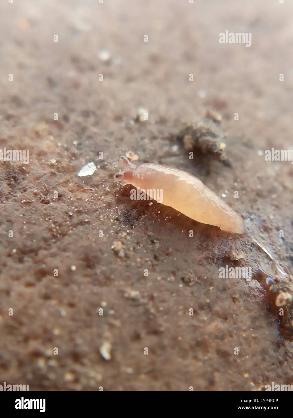 Common Land Snails and Slugs (Stylommatophora Stock Photo - Alamy