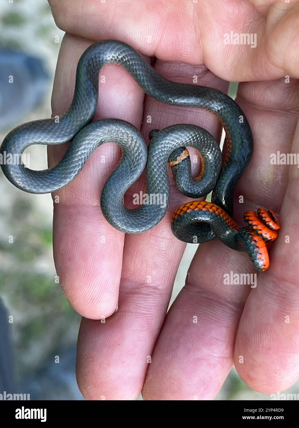 Pacific Ringneck Snake (Diadophis punctatus amabilis Stock Photo - Alamy