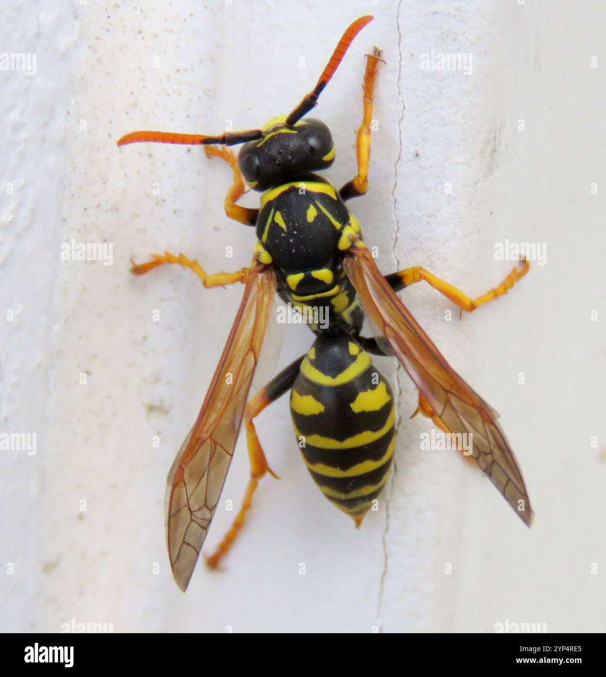 European Paper Wasp (Polistes dominula Stock Photo - Alamy