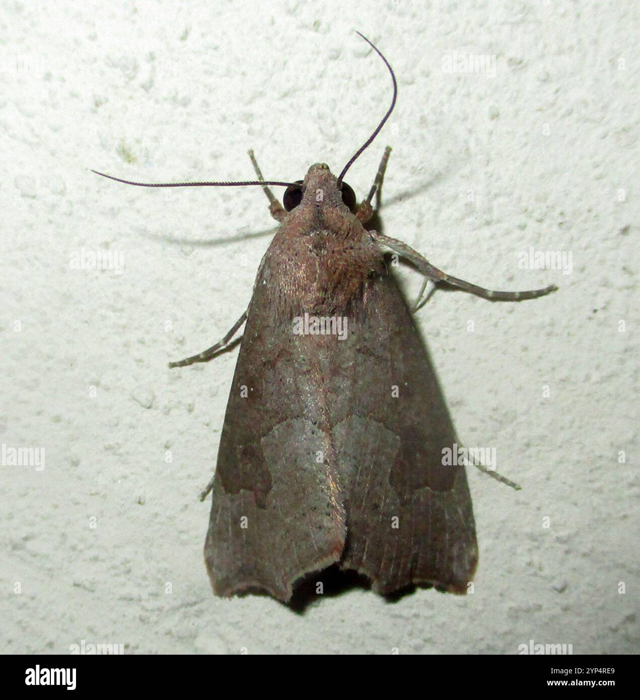 Angled Gem (Anomis sabulifera Stock Photo - Alamy