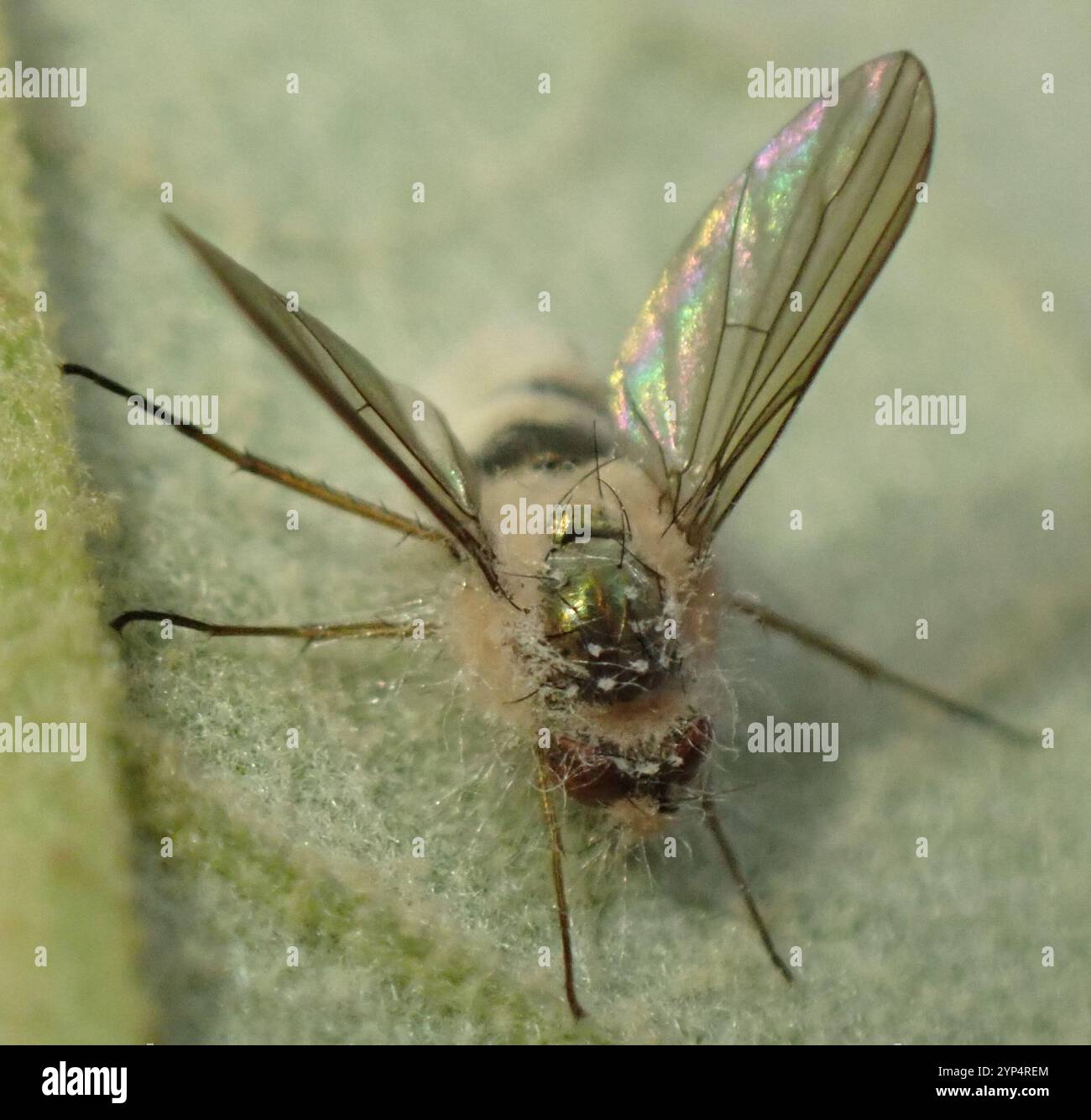 Entomophthora hi-res stock photography and images - Alamy