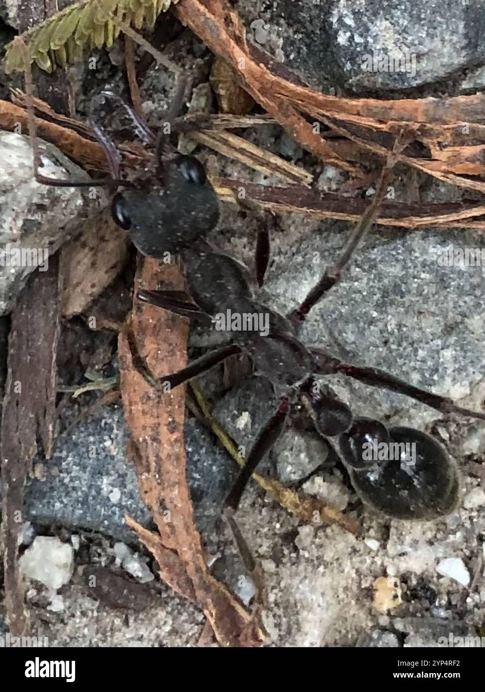 Inch Ant (Myrmecia pyriformis Stock Photo - Alamy