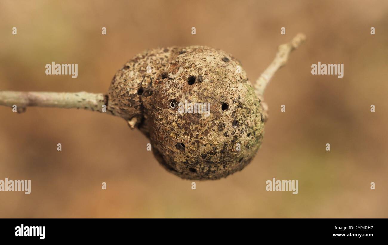 Southern Live Oak Stem Gall Wasp (Callirhytis quercusbatatoides Stock ...