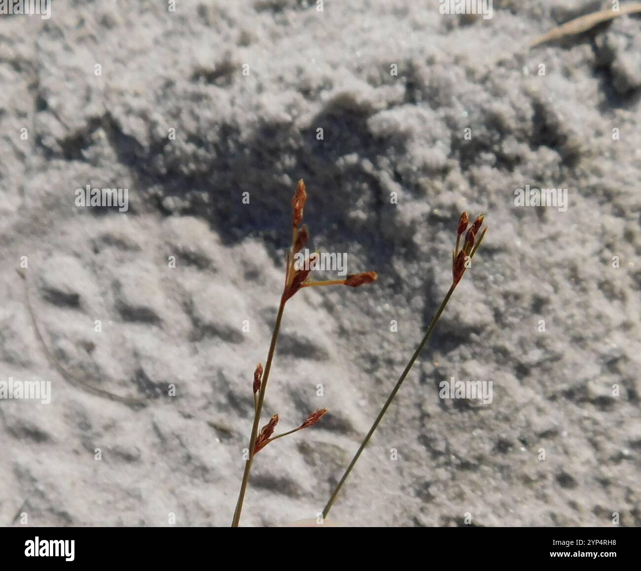 Capillary Hairsedge (Bulbostylis ciliatifolia Stock Photo - Alamy