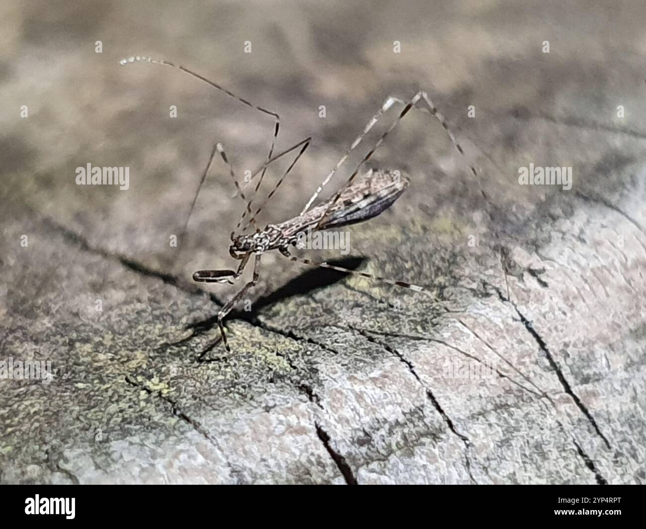 Thread-legged Bugs (Emesinae Stock Photo - Alamy