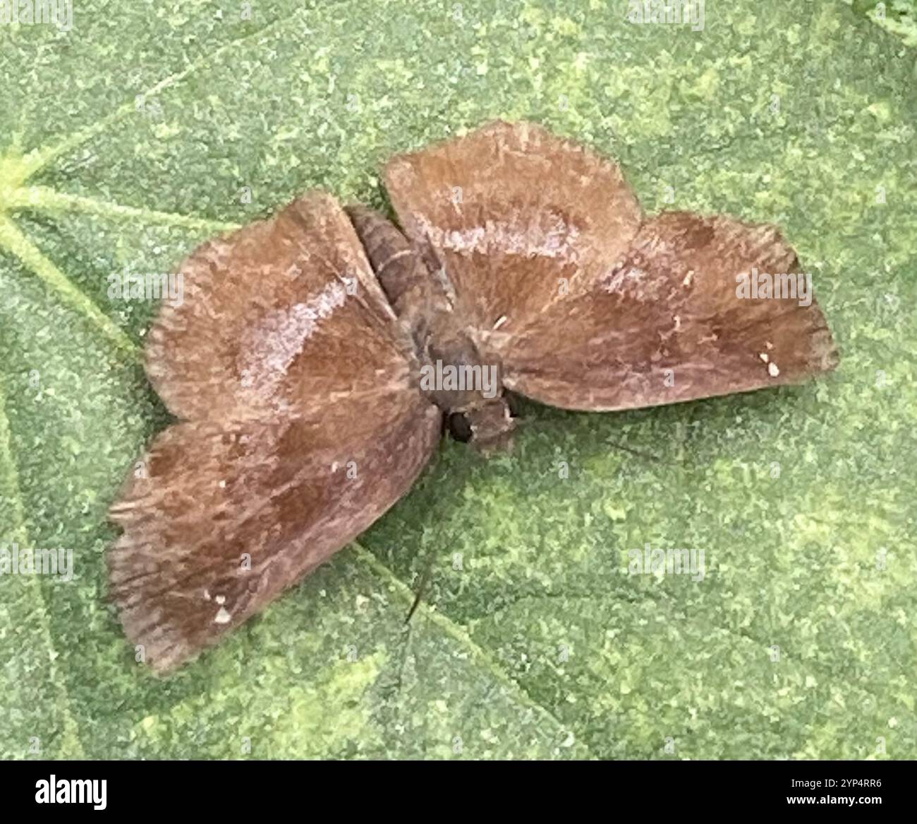 Spread wing skippers hi-res stock photography and images - Alamy