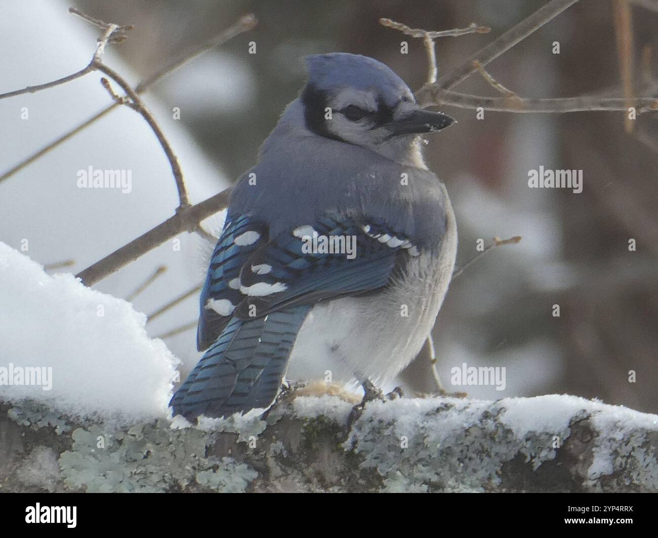 Blue Jay (Cyanocitta cristata Stock Photo - Alamy