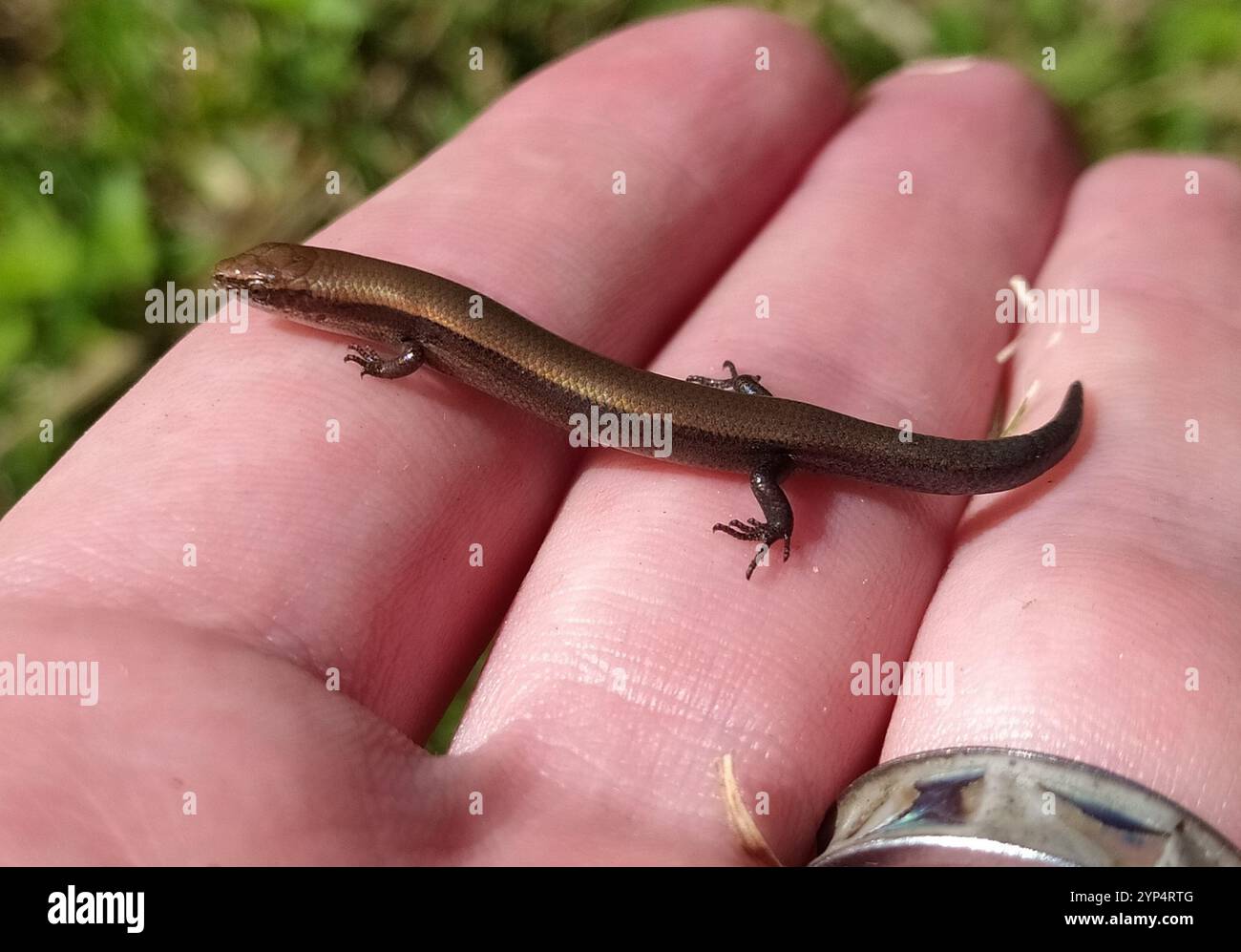 Wahlberg's Snake-eyed Skink (Panaspis wahlbergii Stock Photo - Alamy