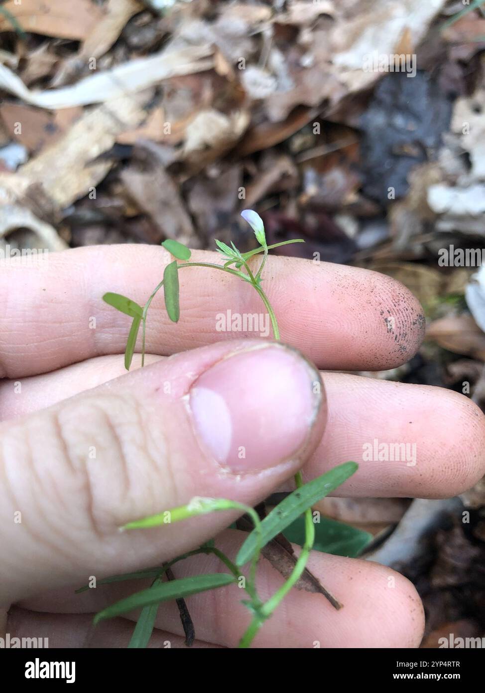 Vicia minutiflora hi-res stock photography and images - Alamy