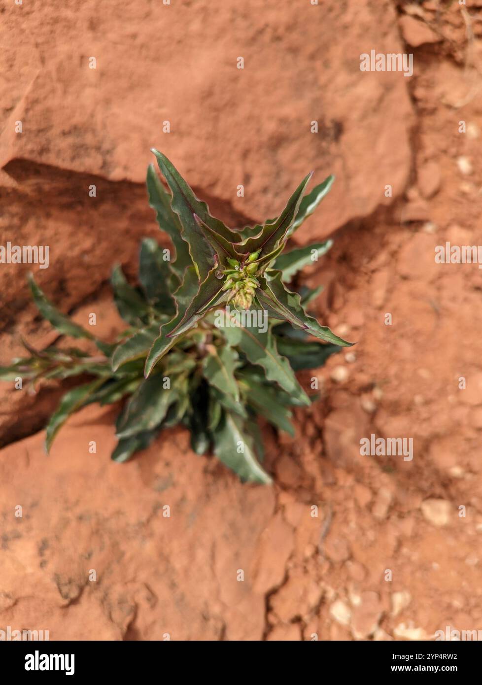 firecracker penstemon (Penstemon eatonii Stock Photo - Alamy