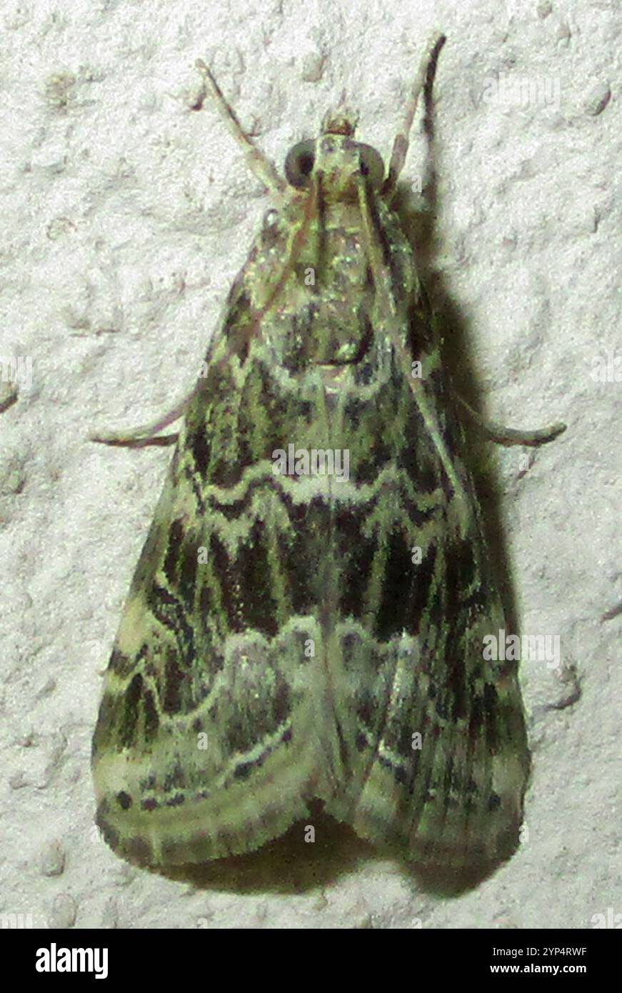 Old World Webworm (Hellula undalis Stock Photo - Alamy