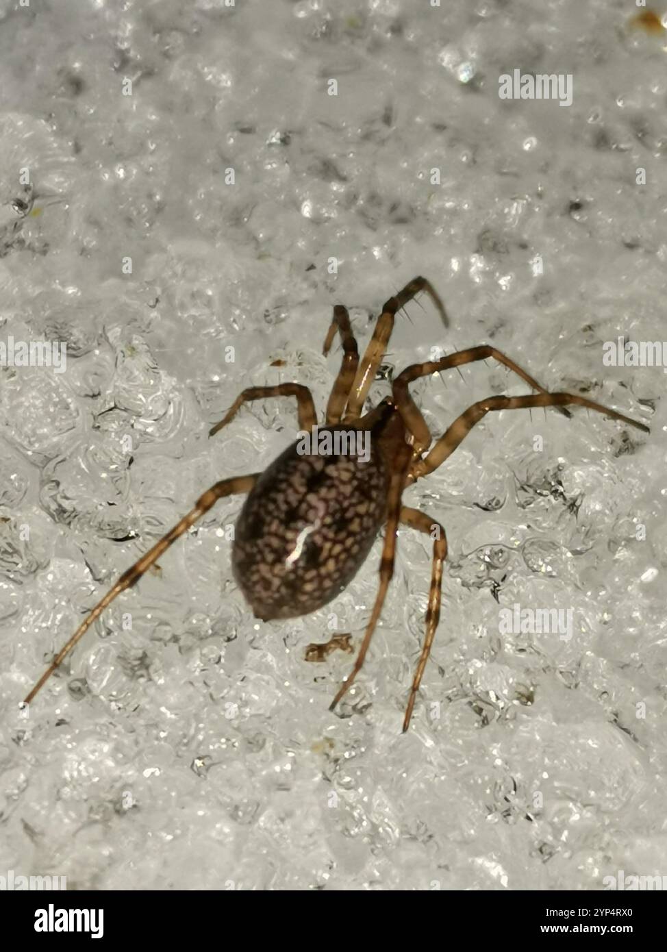 Horse-Head Spider (Stemonyphantes lineatus Stock Photo - Alamy