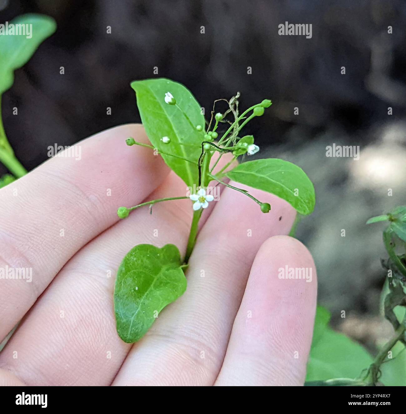 seaside brookweed (Samolus parviflorus Stock Photo - Alamy