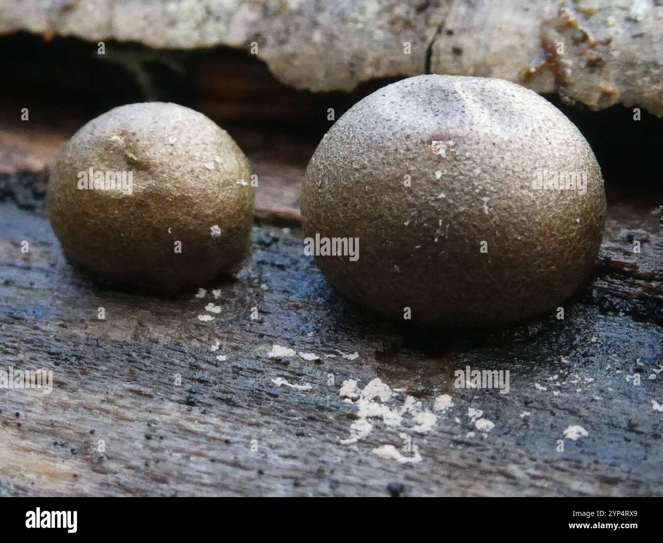 Wolf's Milk (Lycogala epidendrum Stock Photo - Alamy