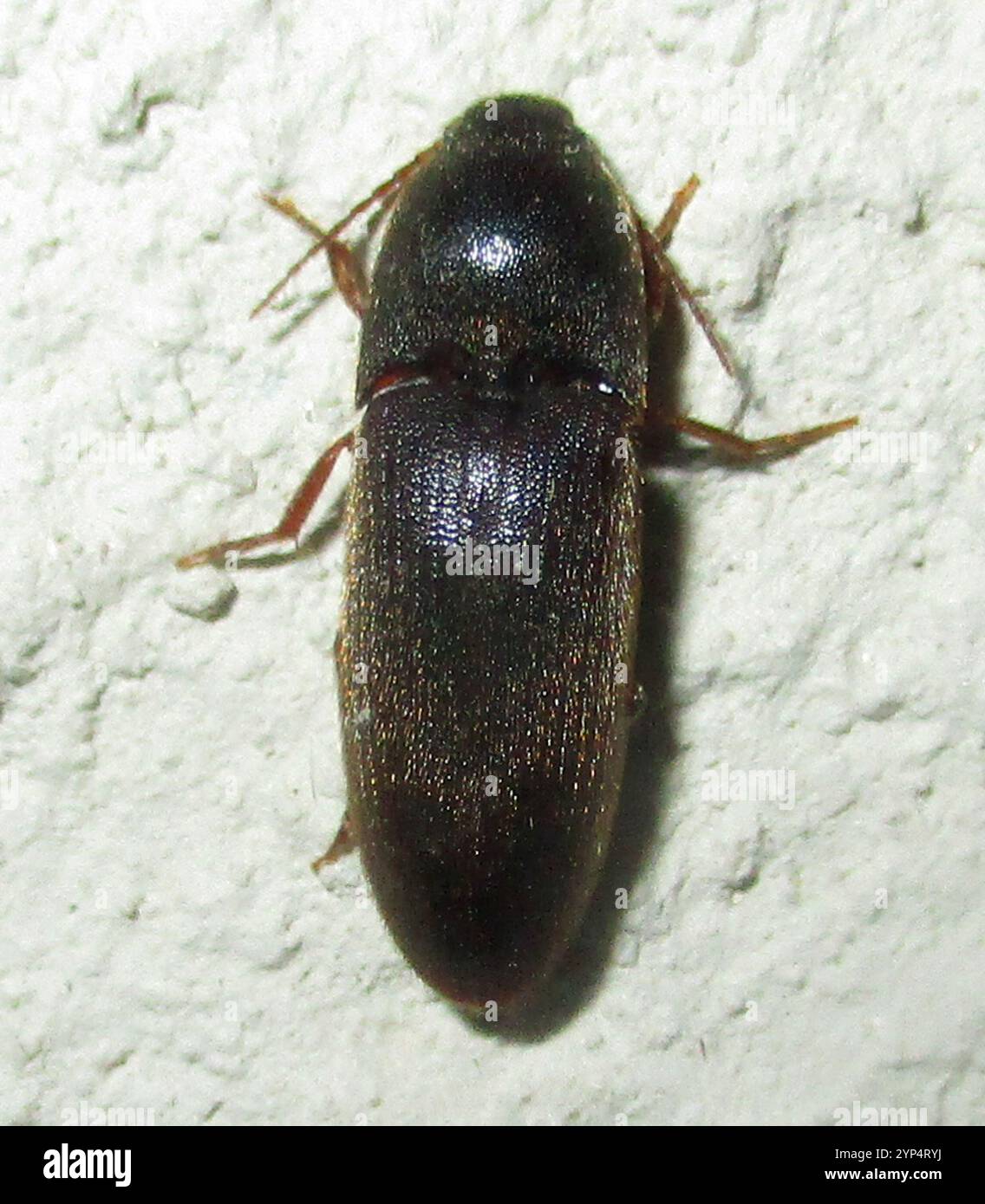 Click Beetles (Elateridae Stock Photo - Alamy