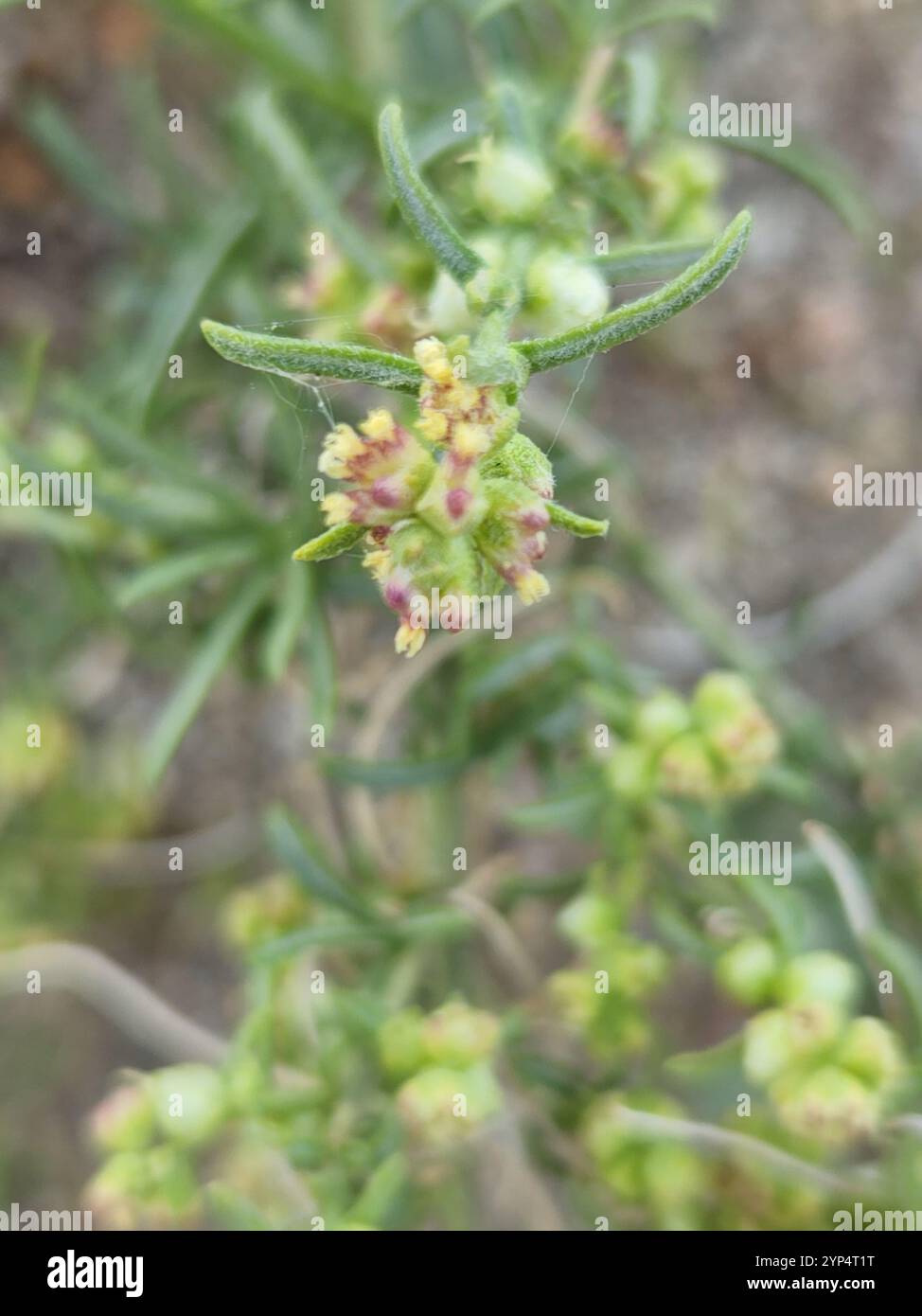Cheesebush (Ambrosia salsola Stock Photo - Alamy