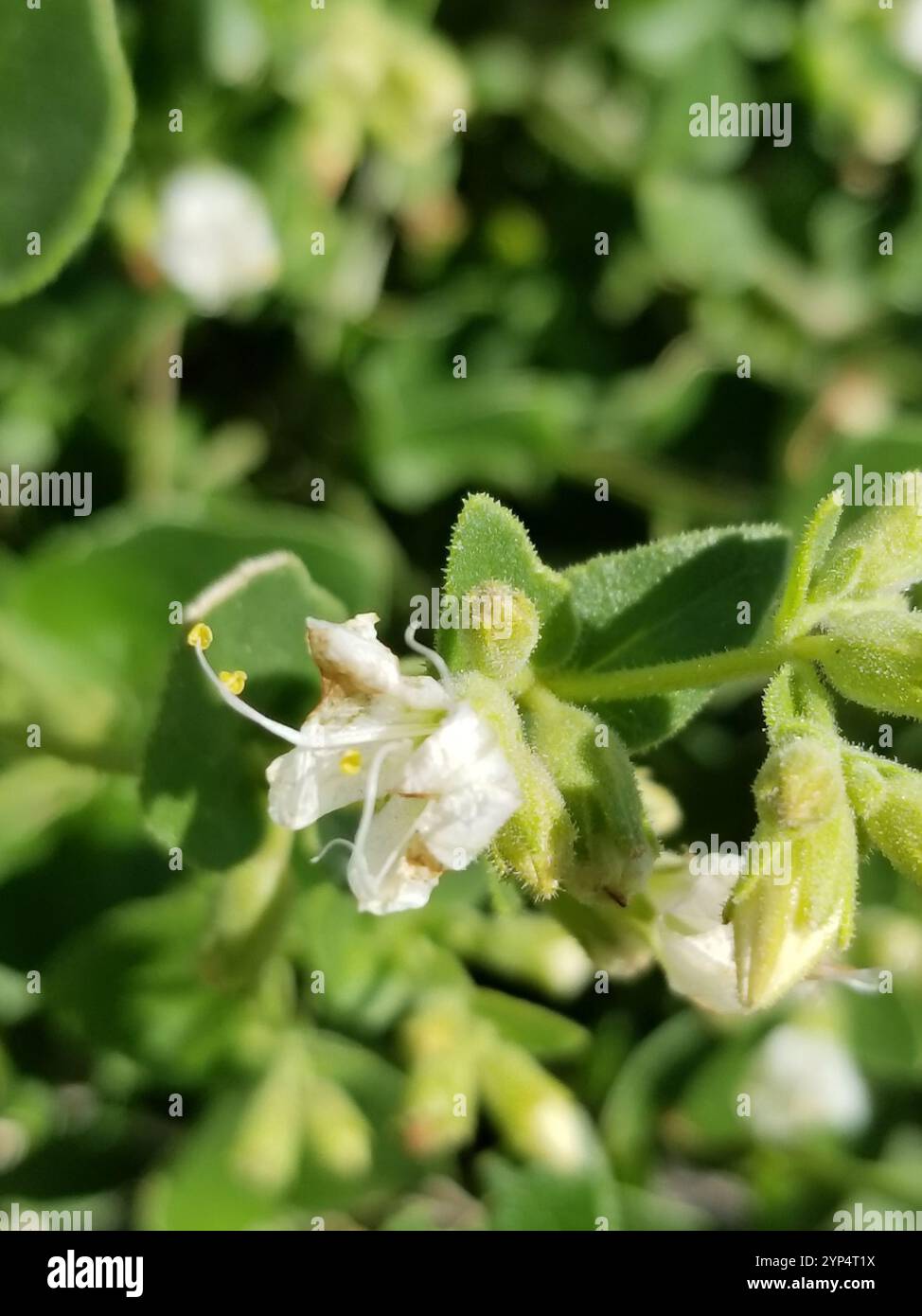 Wishbone Bush (Mirabilis laevis Stock Photo - Alamy