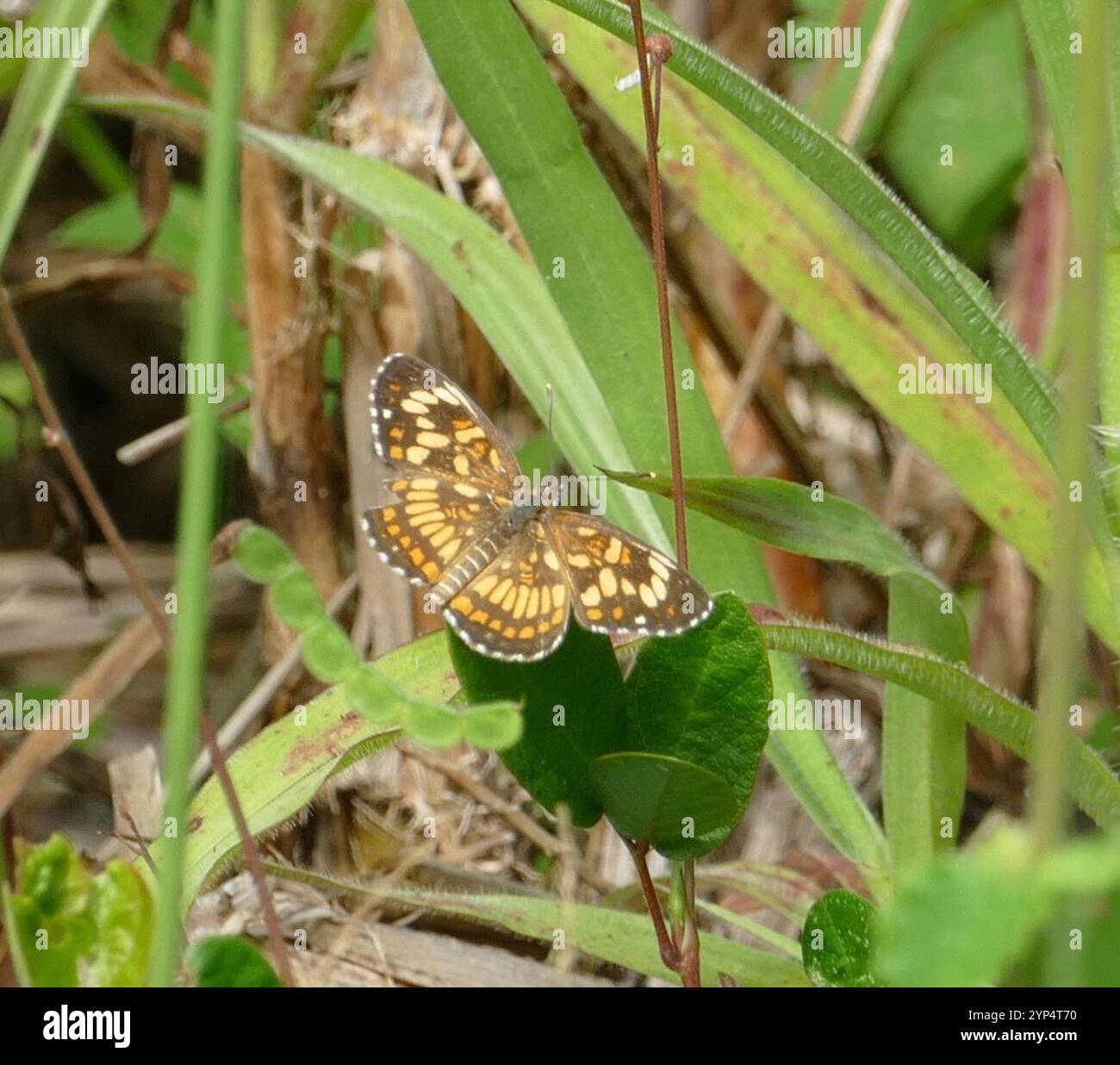 Theona Checkerspot (Chlosyne theona Stock Photo - Alamy