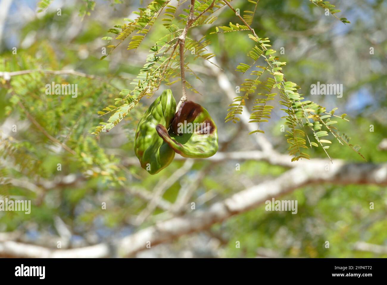 elephant ear tree (Enterolobium cyclocarpum Stock Photo - Alamy