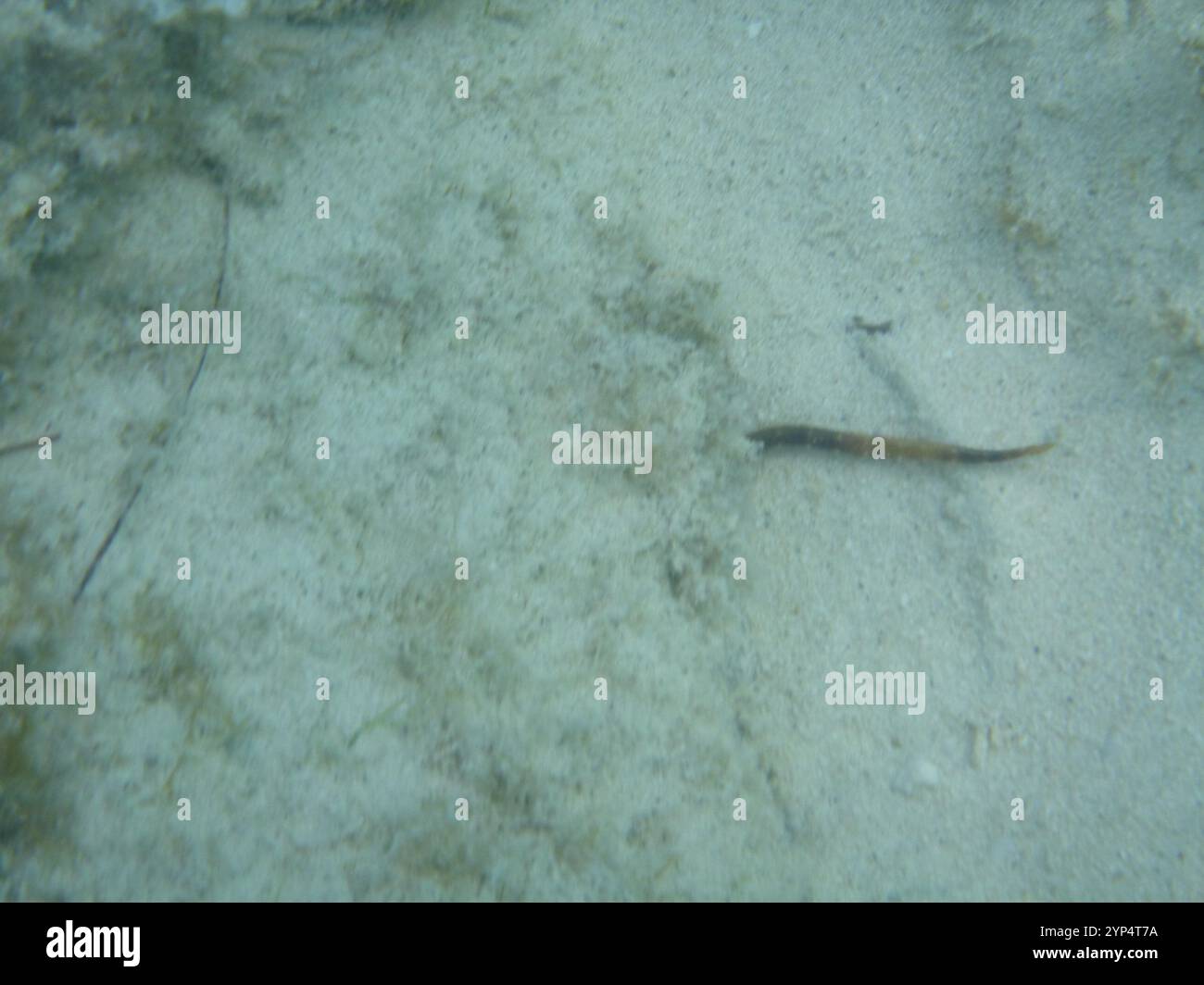 Pipefishes, Seahorses, and Seadragons (Syngnathidae Stock Photo - Alamy