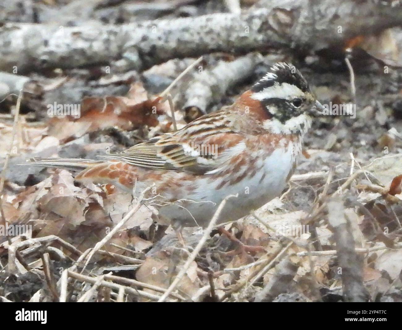 Rustic Bunting (Emberiza rustica Stock Photo - Alamy