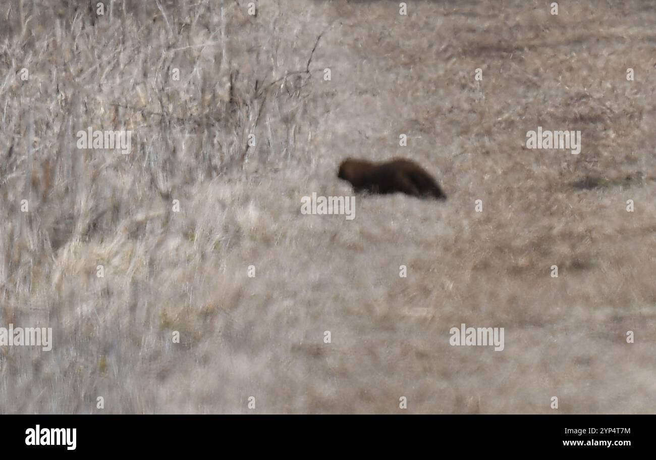 American Mink (Neogale vison Stock Photo - Alamy