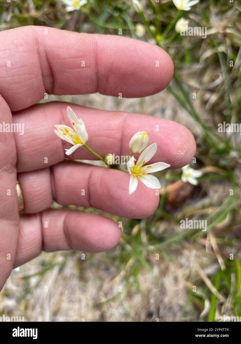 crowpoison (Nothoscordum bivalve Stock Photo - Alamy
