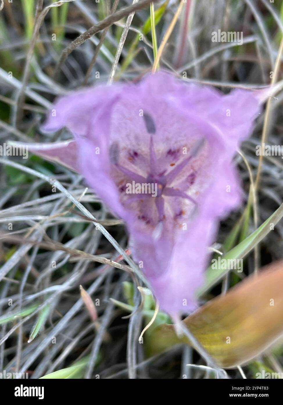 Pink star-tulip (Calochortus uniflorus Stock Photo - Alamy
