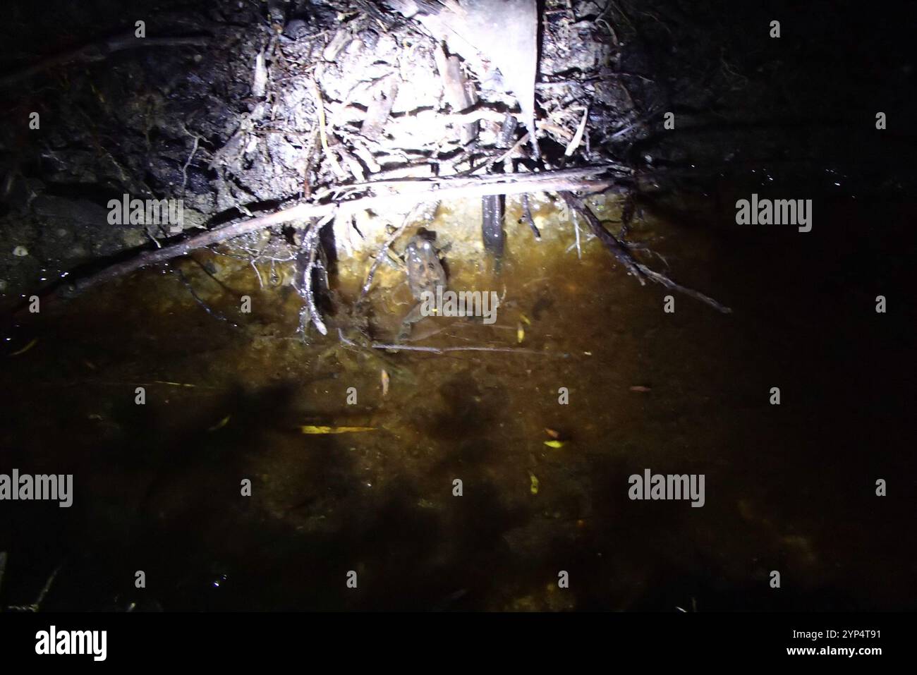 Common Eastern Froglet (Crinia signifera Stock Photo - Alamy