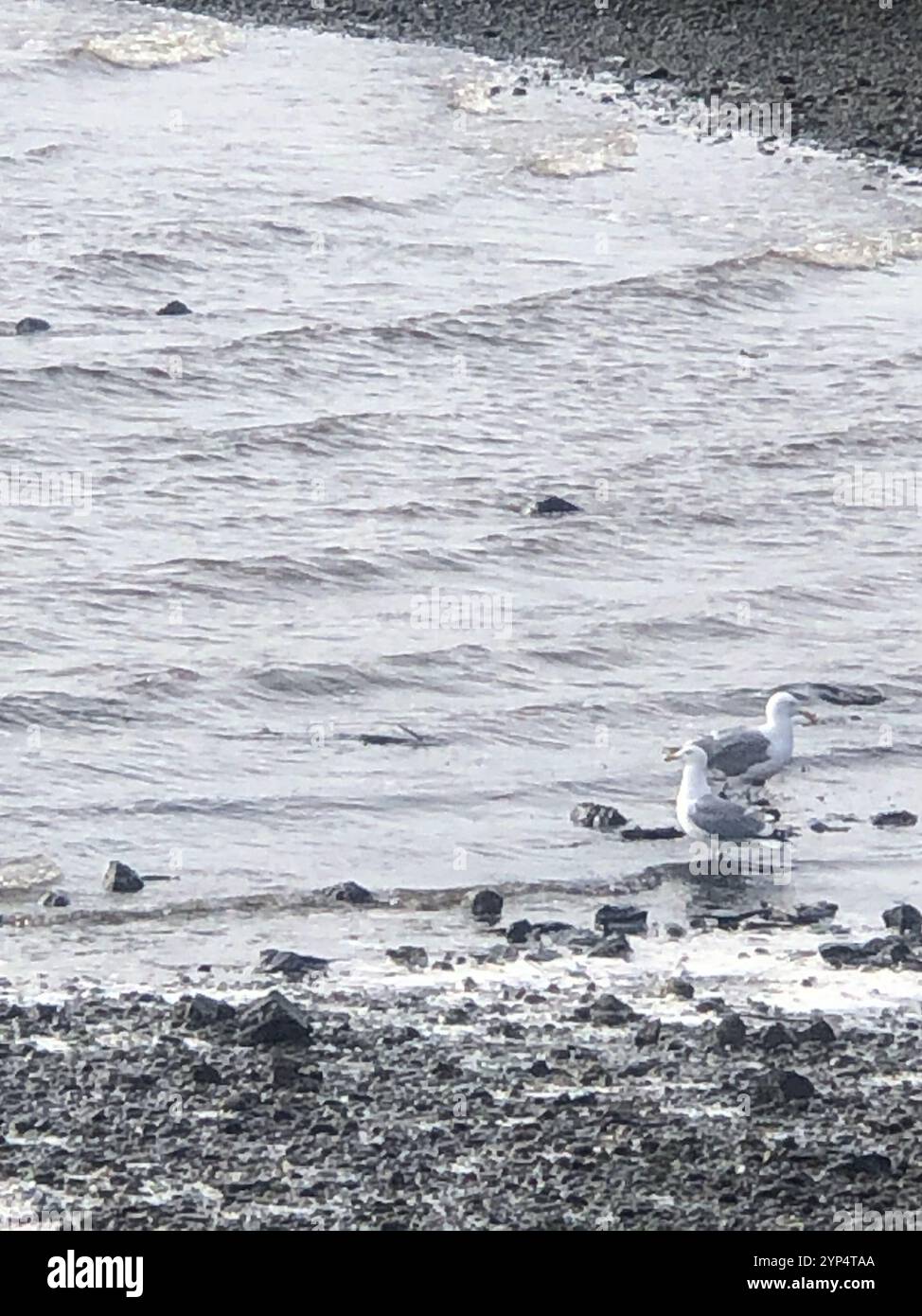 Olympic Gull (Larus glaucescens × occidentalis Stock Photo - Alamy