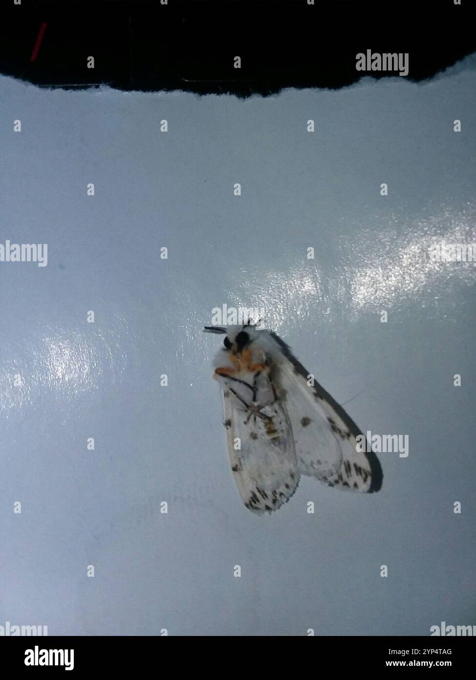 Fall Webworm Moth (Hyphantria cunea Stock Photo - Alamy