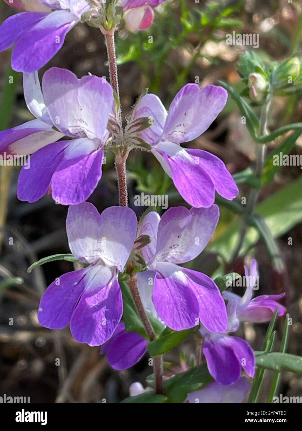 Purple Chinese Houses (Collinsia heterophylla Stock Photo - Alamy